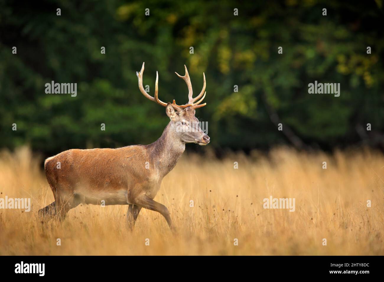 Red deer stag, majestic powerful adult animal outside autumn forest ...