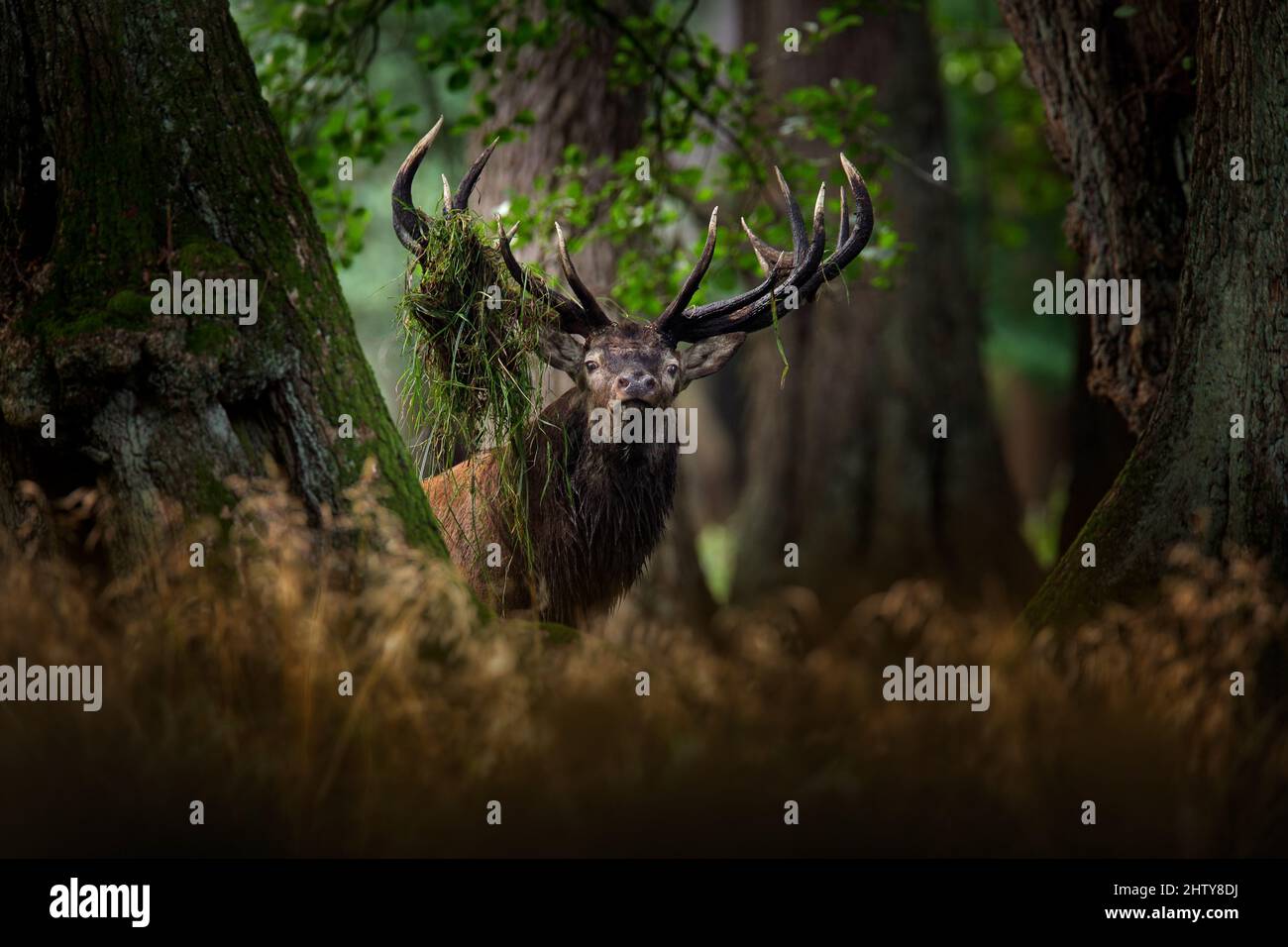 Red deer stag, majestic powerful adult animal outside autumn forest ...