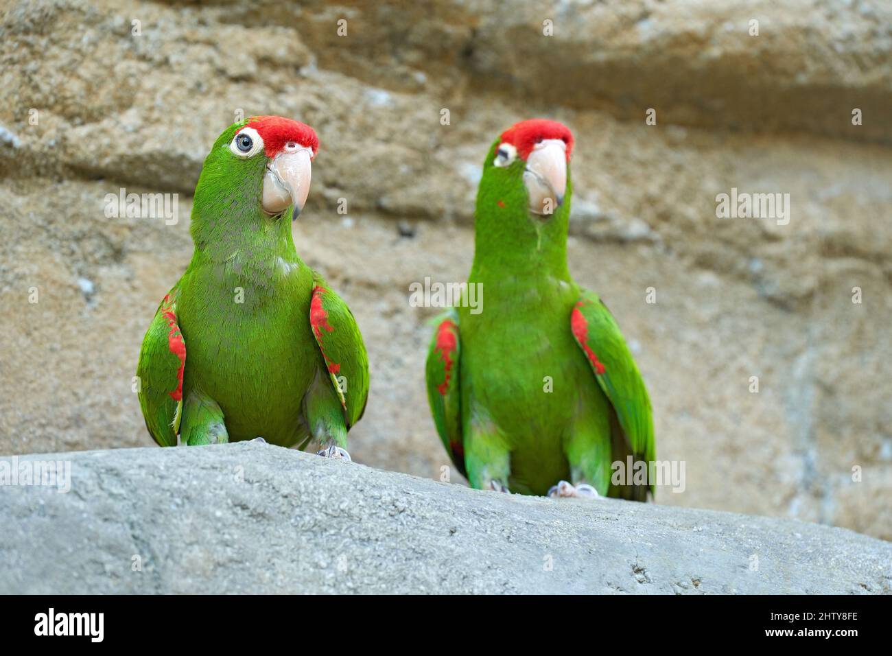 Green and red parrot. Cordilleran parakeet, long-tailed South American ...
