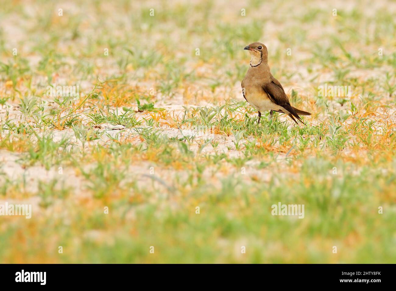 Collared pratincole, Glareola pratincola, in the nature habitat ...