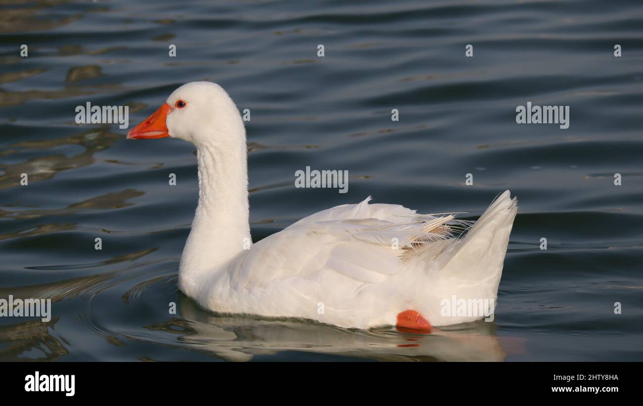 Duck Swimming at Aspire Park Stock Photo - Alamy