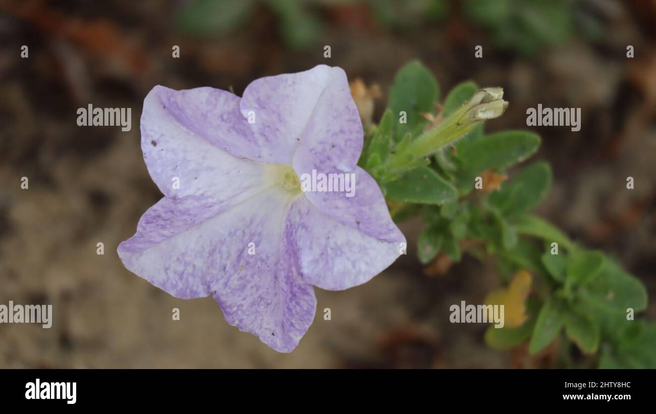 Flowers at Aspire Park Qatar Stock Photo - Alamy