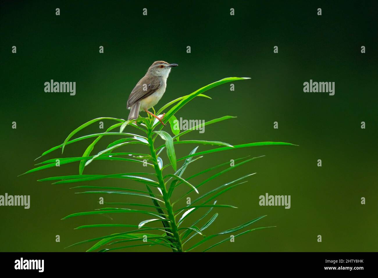 Chestnut­ bellied wren hi-res stock photography and images - Alamy