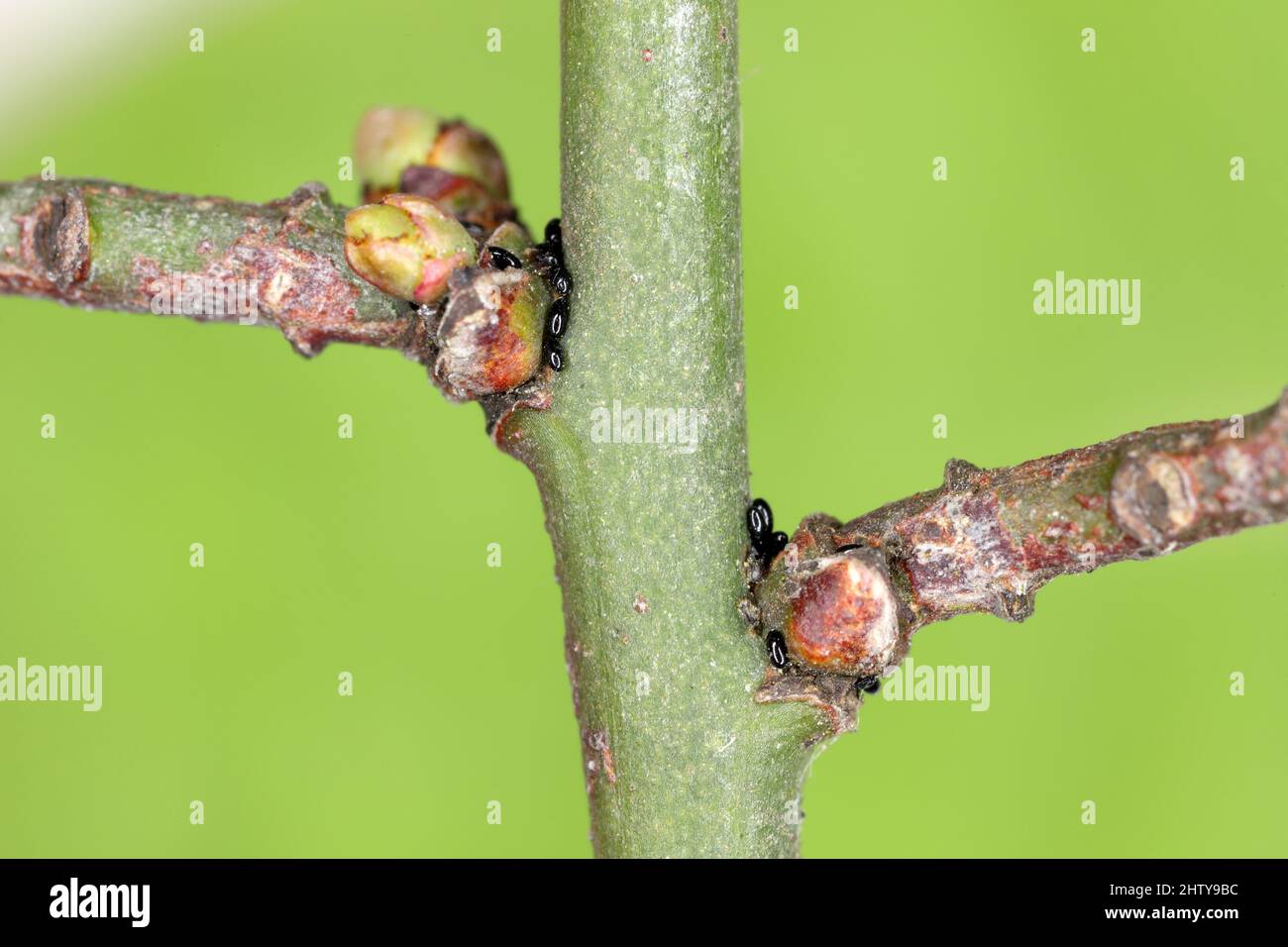 Aphid Eggs