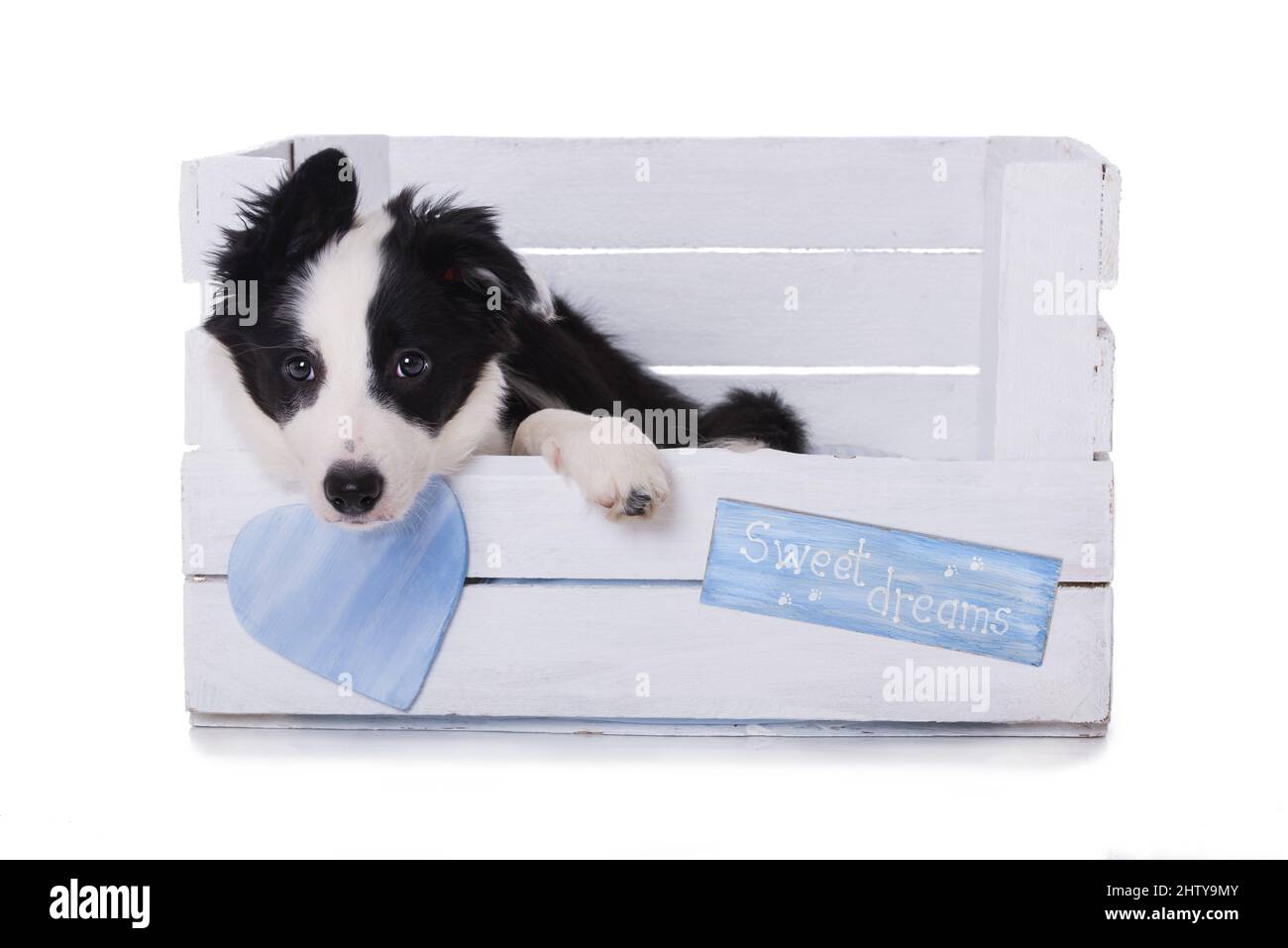 Border collie puppy box hi-res stock photography and images - Alamy