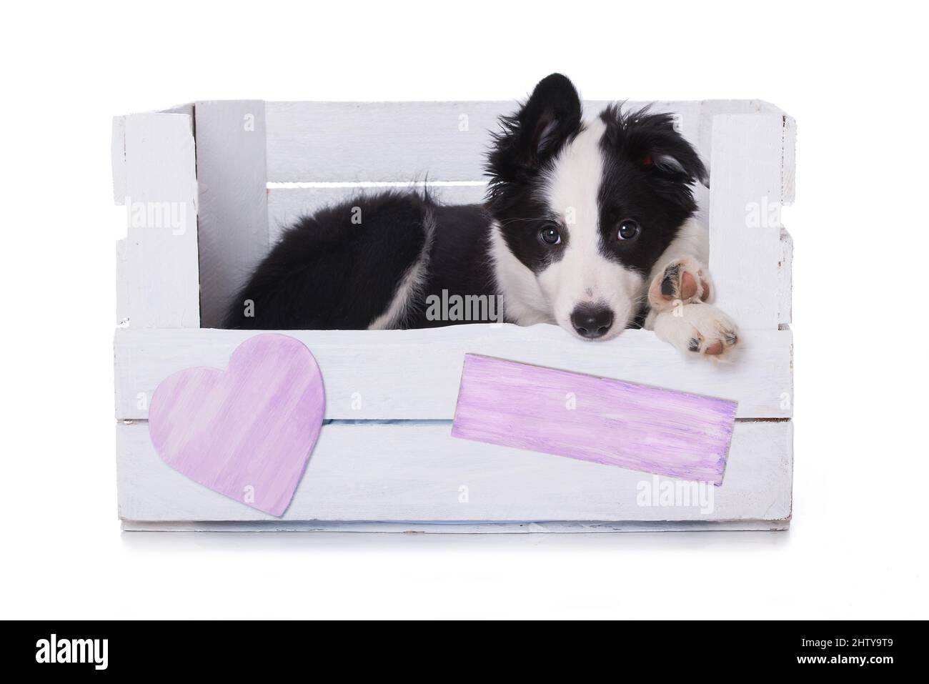 Border collie puppy box hi-res stock photography and images - Alamy
