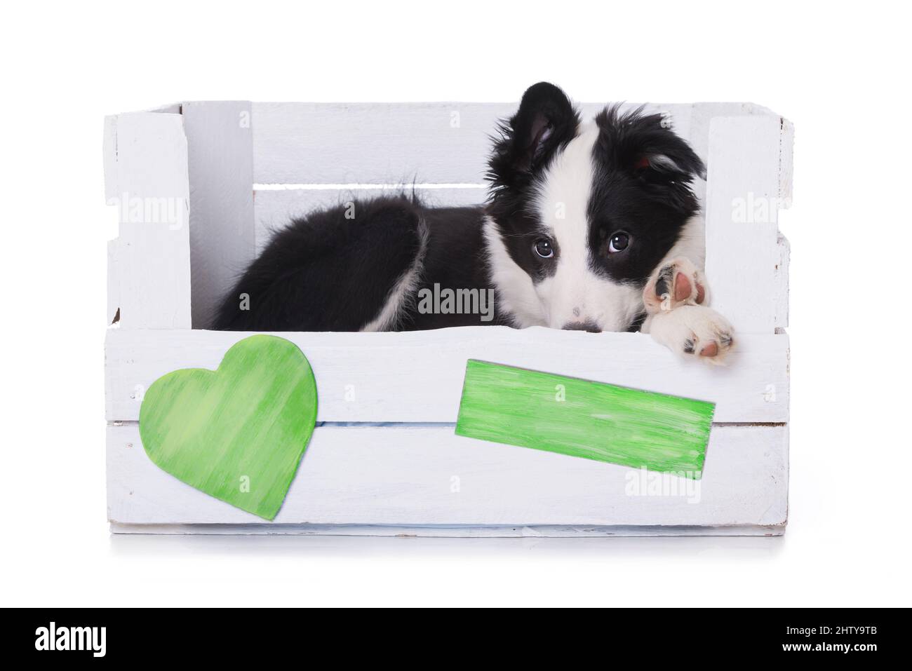 Border collie puppy box hi-res stock photography and images - Alamy