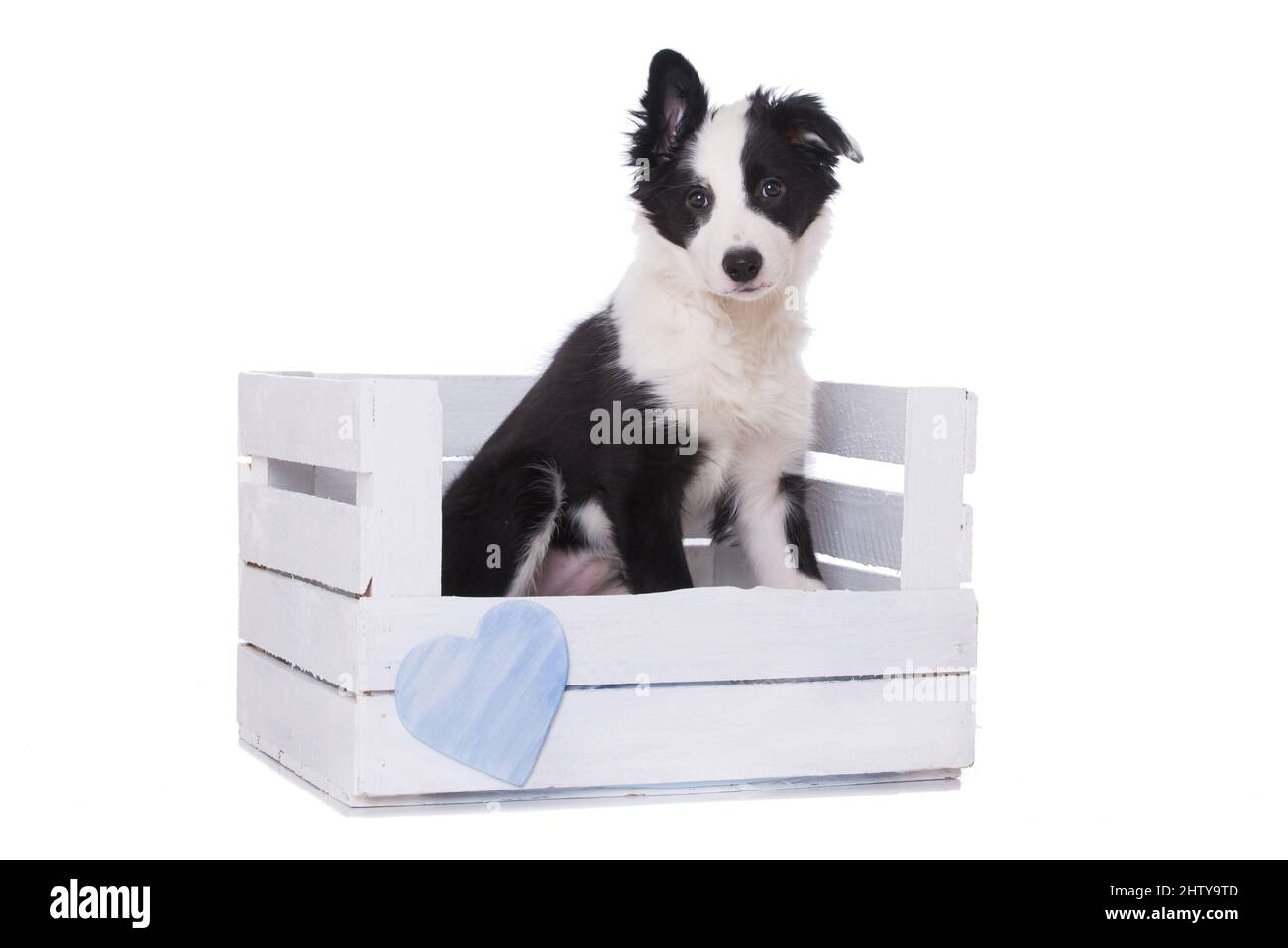 Border collie puppy box hi-res stock photography and images - Alamy