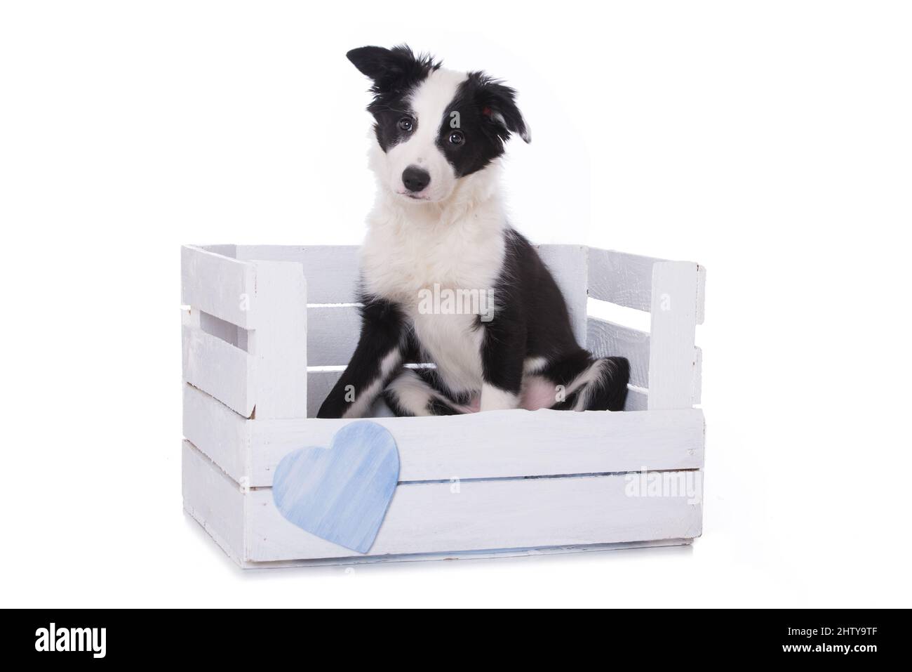 Border collie puppy box hi-res stock photography and images - Alamy