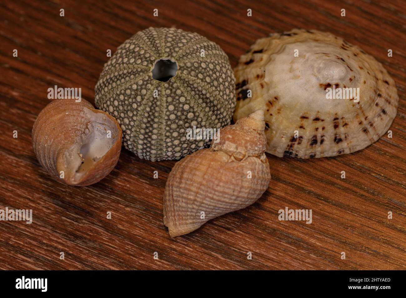 An ararngement of Sea Shells and a sea urchin case. Norfolk, UK Stock ...