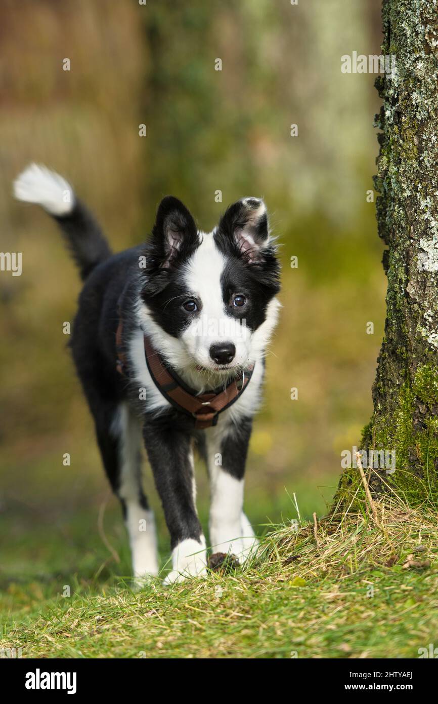 Border collie puppy in a spring garden Stock Photo - Alamy