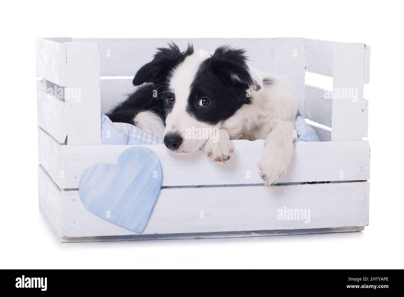 Border collie puppy box hi-res stock photography and images - Alamy