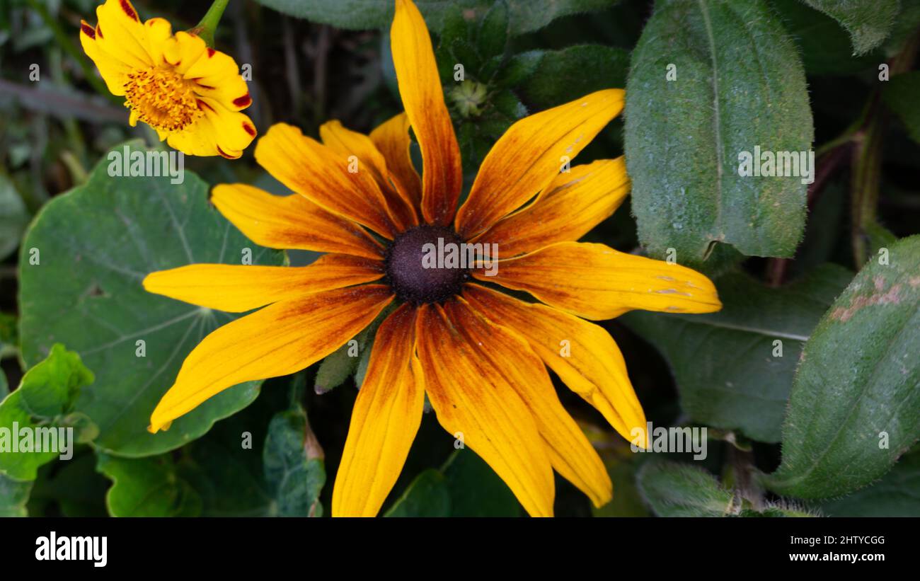 Yellow-brown oneflower close-up against the background of green foliage ...