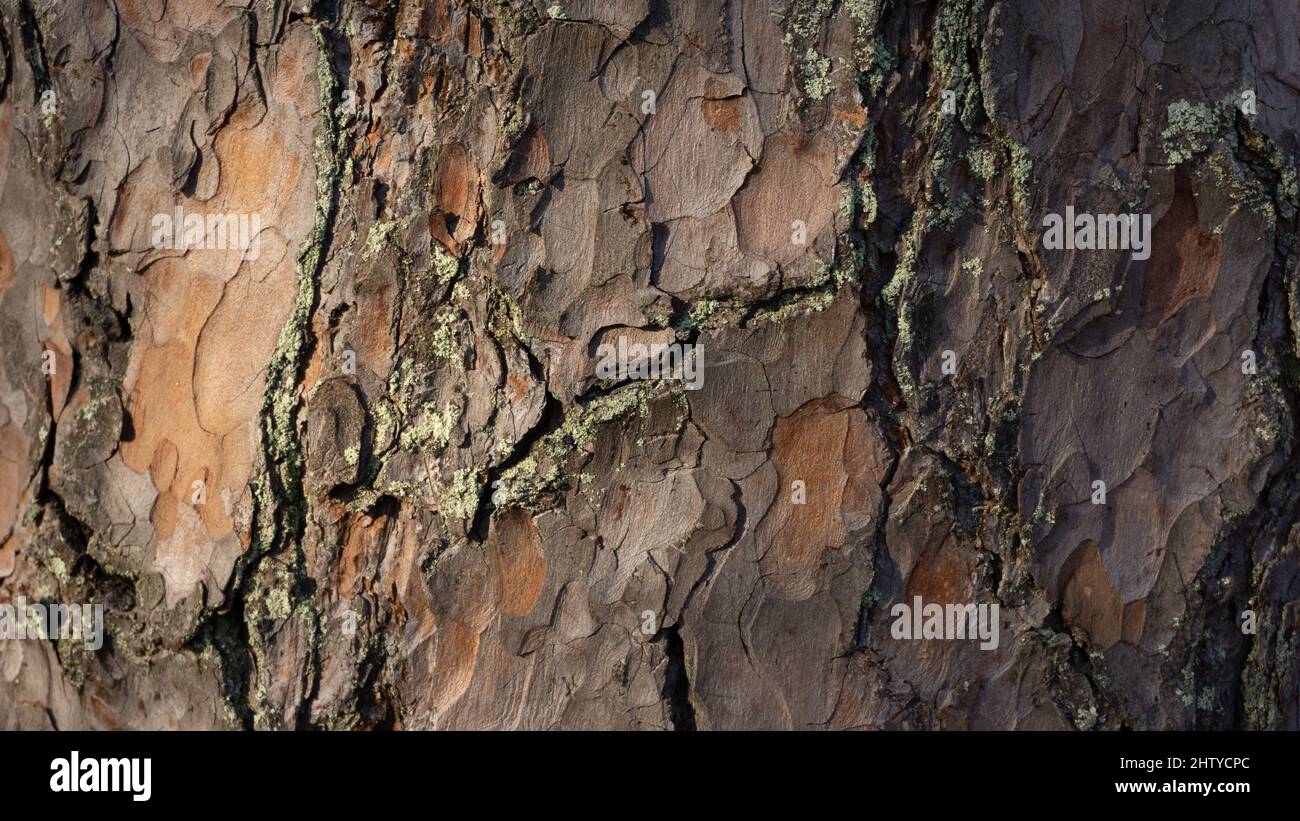 Pine bark close up. Pine tree texture photography. Real pine tree in ...