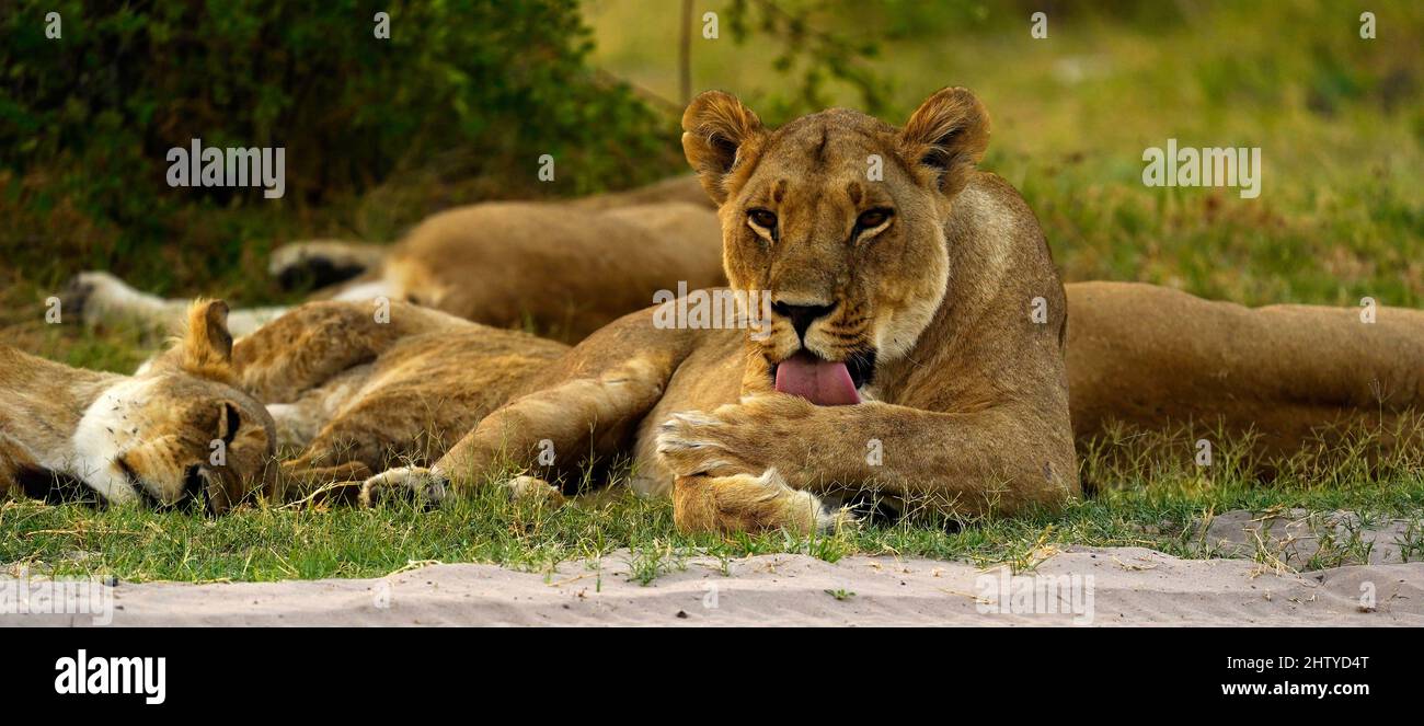 Pride of lions are an iconic sight in Africa Stock Photo - Alamy