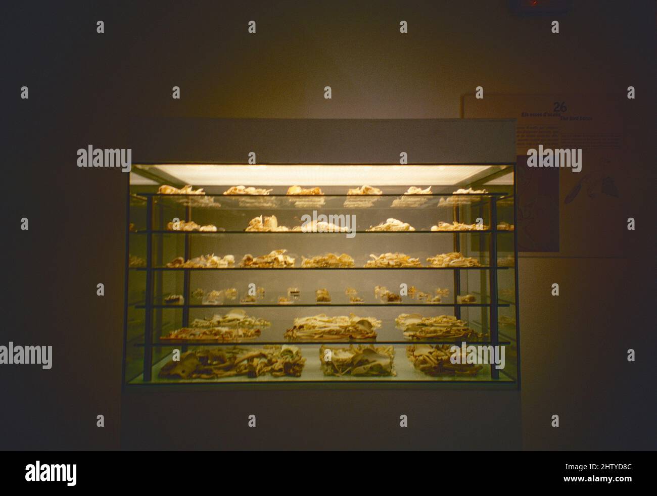 Installation art by Welsh artist Peter Greenaway, 1997 Stock Photo - Alamy