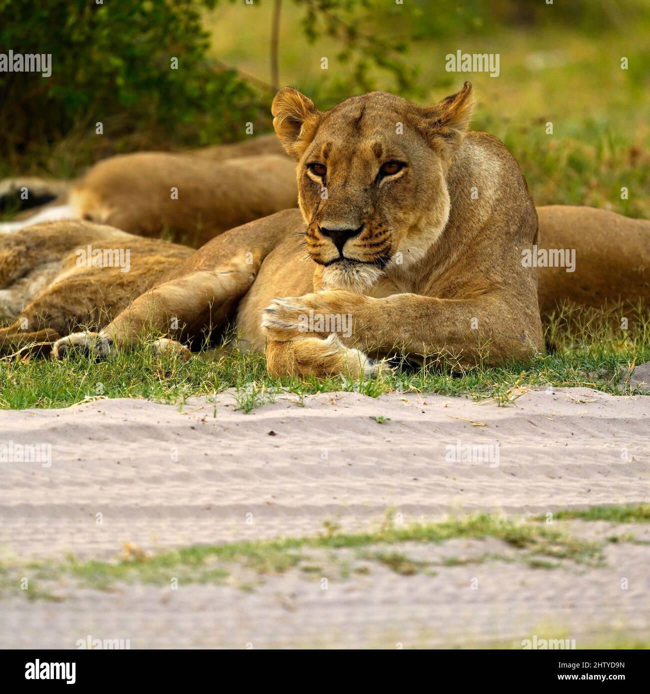 Pride of lions are an iconic sight in Africa Stock Photo - Alamy