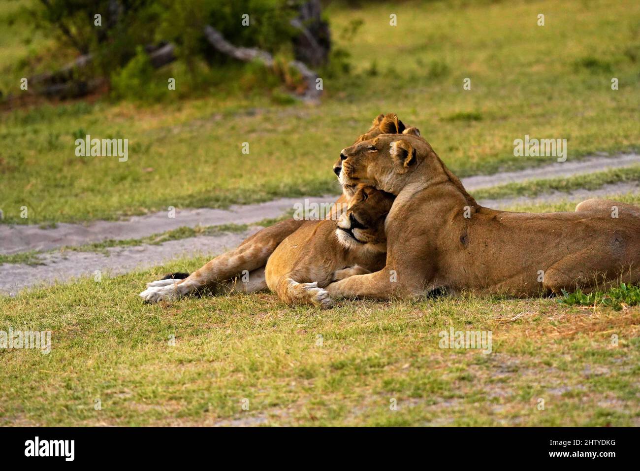 Pride of lions are an iconic sight in Africa Stock Photo - Alamy