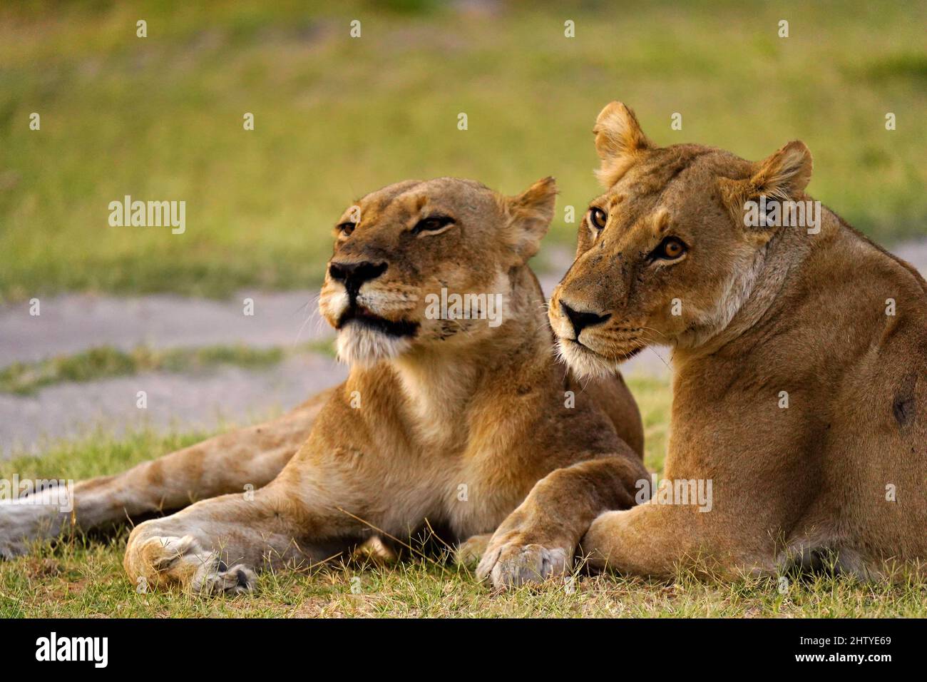 Pride of lions are an iconic sight in Africa Stock Photo - Alamy