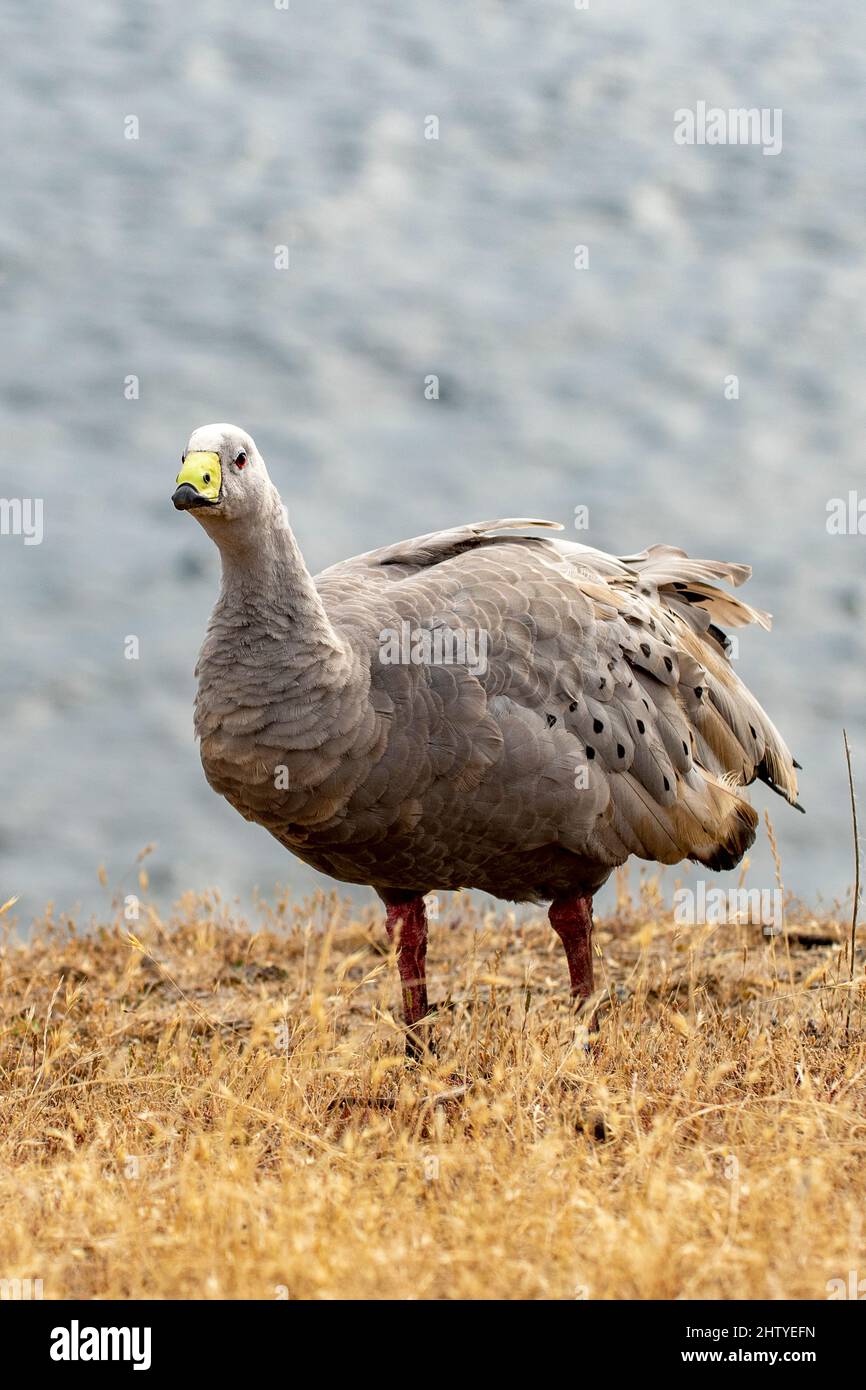 Cape Barren Goose, Cereopsis novaehollandiae on Maria Island, Tasmania ...