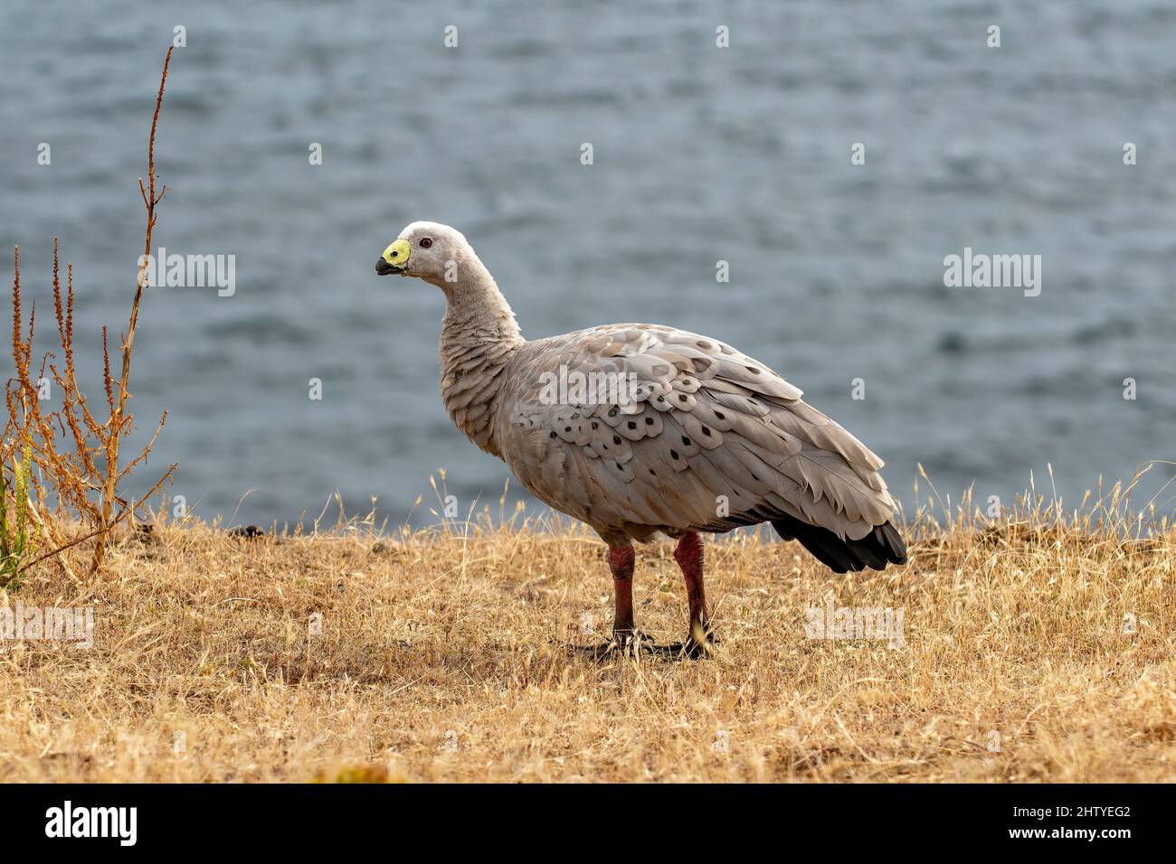 Cape Barren Goose, Cereopsis novaehollandiae on Maria Island, Tasmania ...