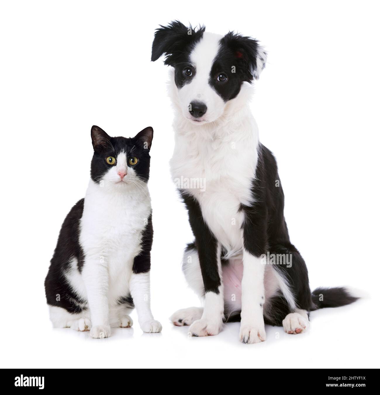 Funny cat sits on white Cut Out Stock Images & Pictures - Alamy