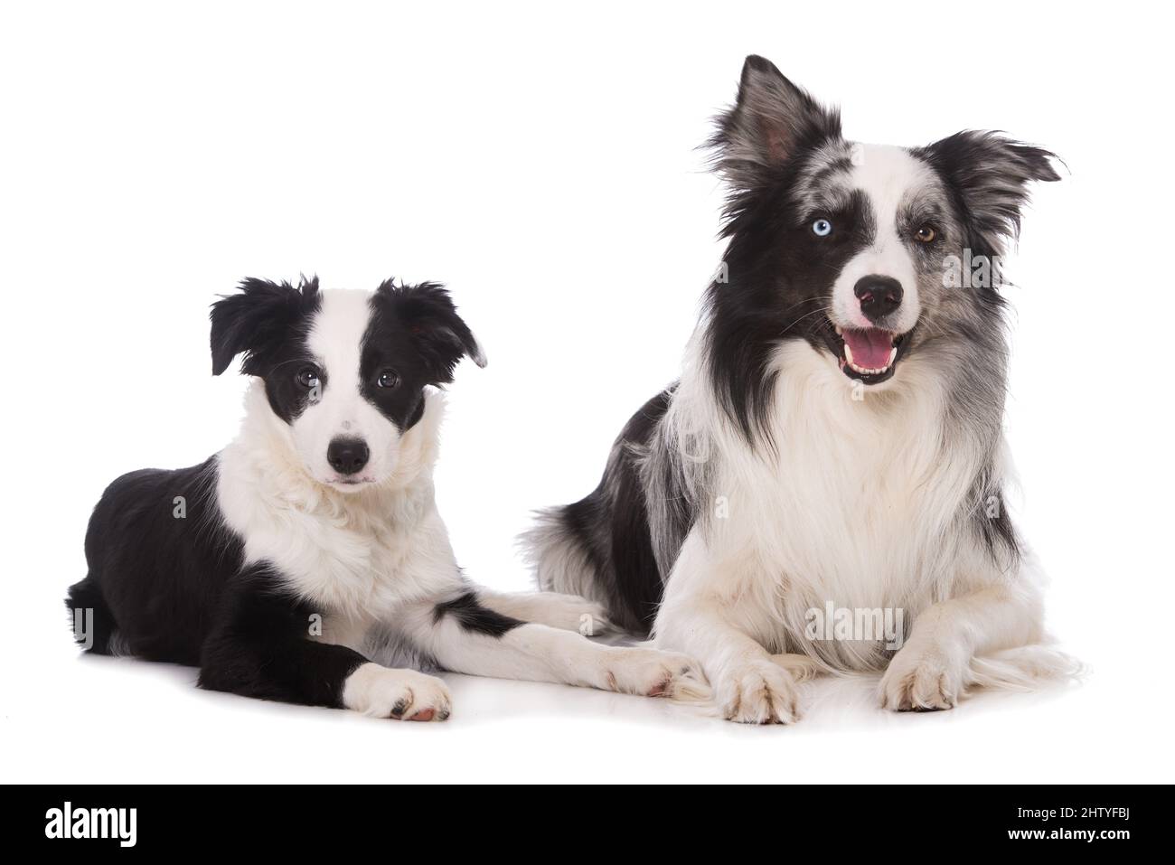 Border collie puppy two Cut Out Stock Images & Pictures - Alamy