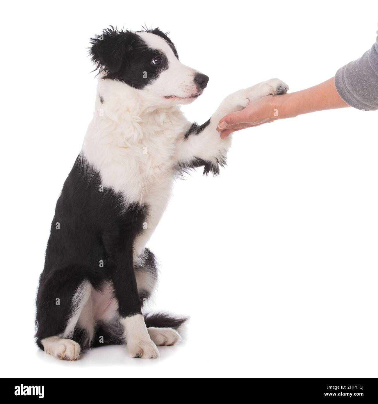 Young border collie dog give the paw Stock Photo - Alamy