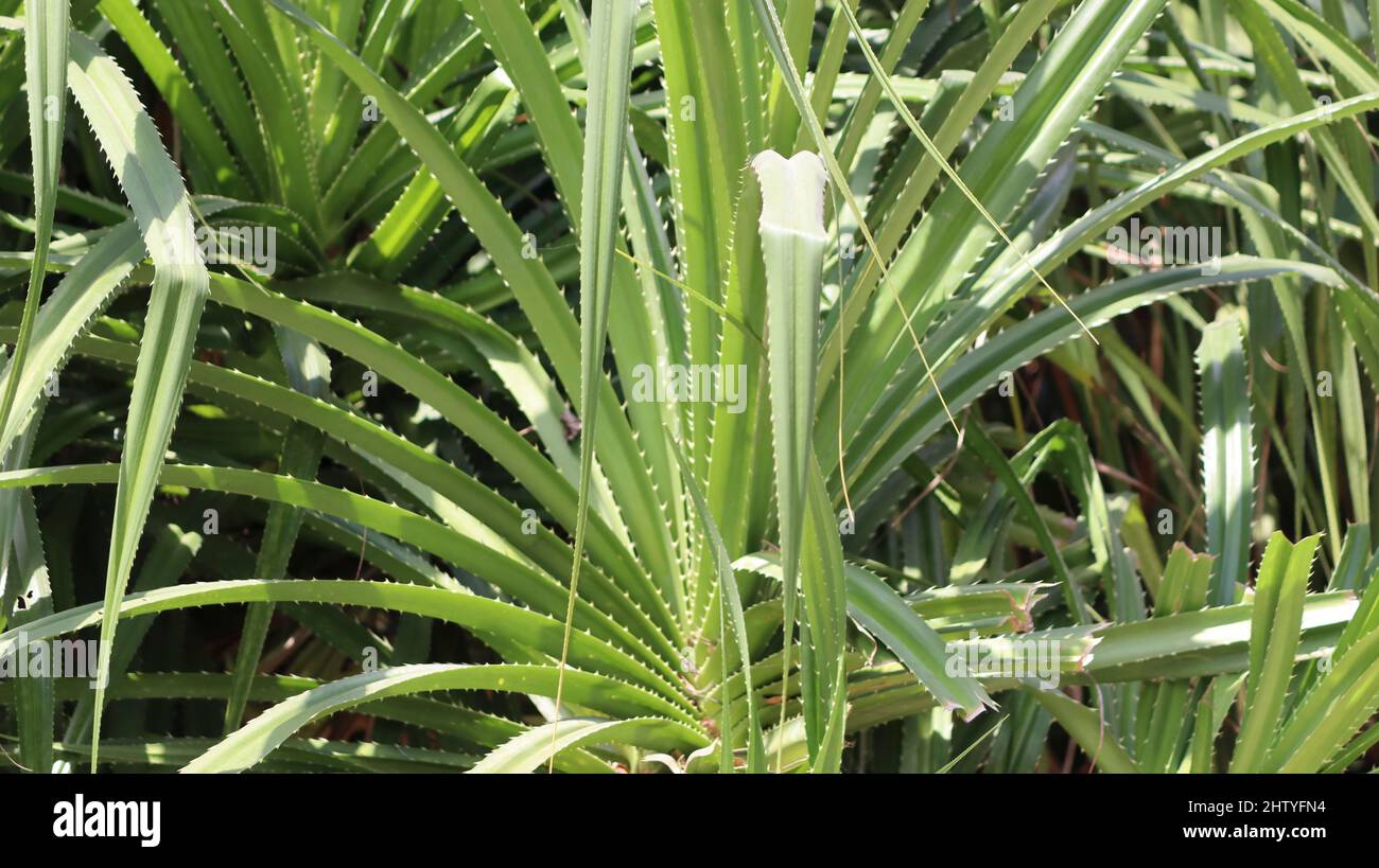 Kewra(Pandanus) flower(Thazhampoo) it is greenery natural Stock Photo ...