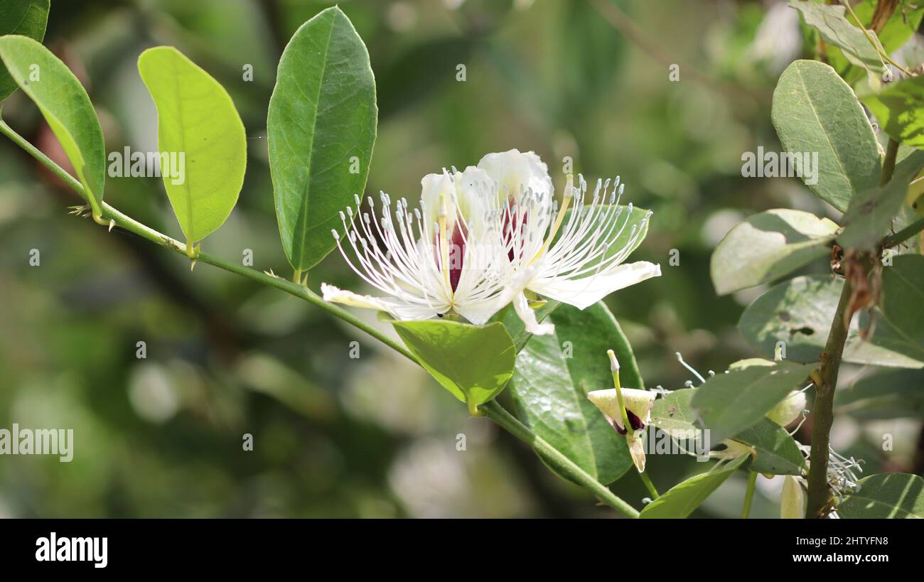 There is a strange white flowering plant. On blurred backgrounds Stock ...