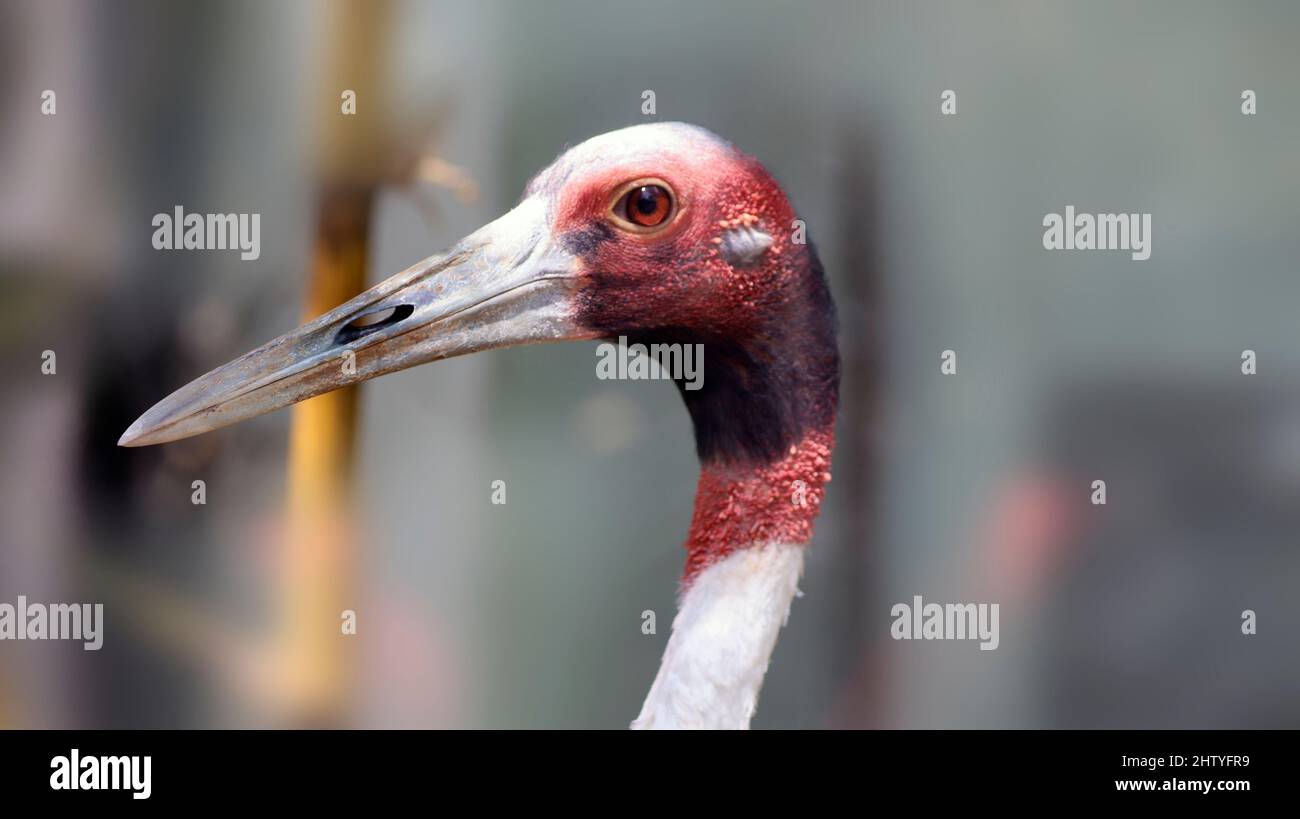 Indian Sarus Crane neck and head large beak. with blur background Stock ...