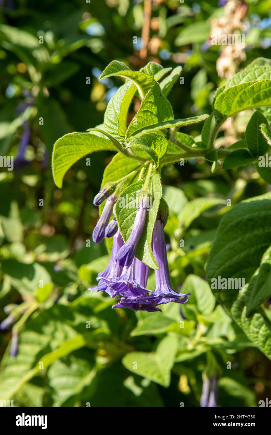 Australian blue flowers hi-res stock photography and images - Alamy