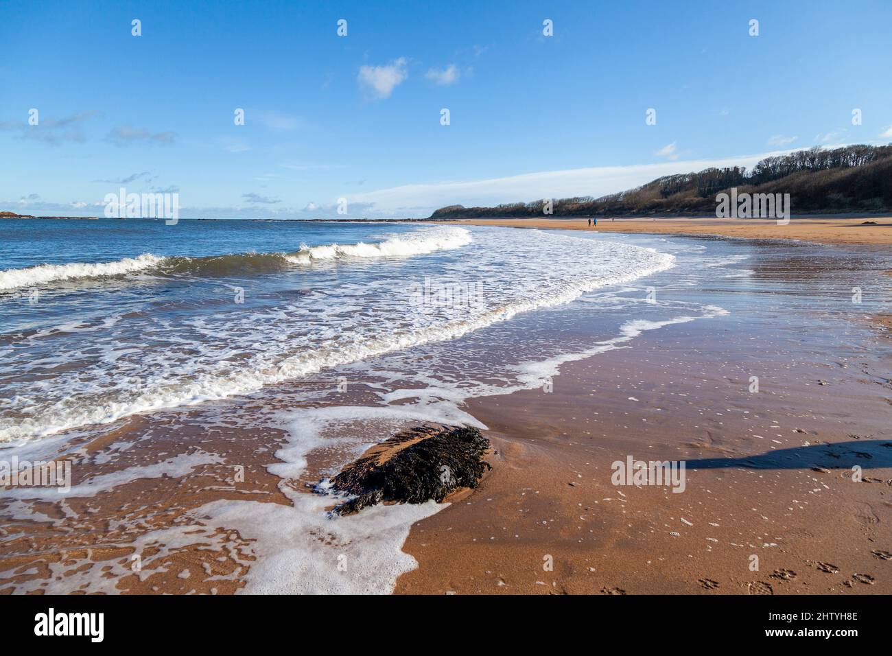 Seacliff Beach near North Berwick in East Lothian Stock Photo - Alamy