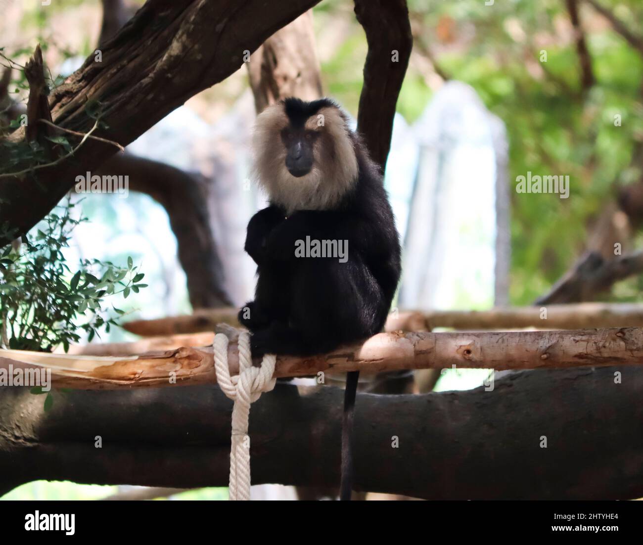 Monkey lion hi-res stock photography and images - Alamy