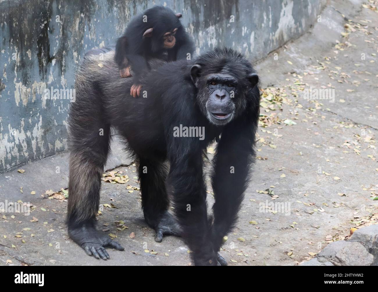 Evolution ape human hi-res stock photography and images - Alamy