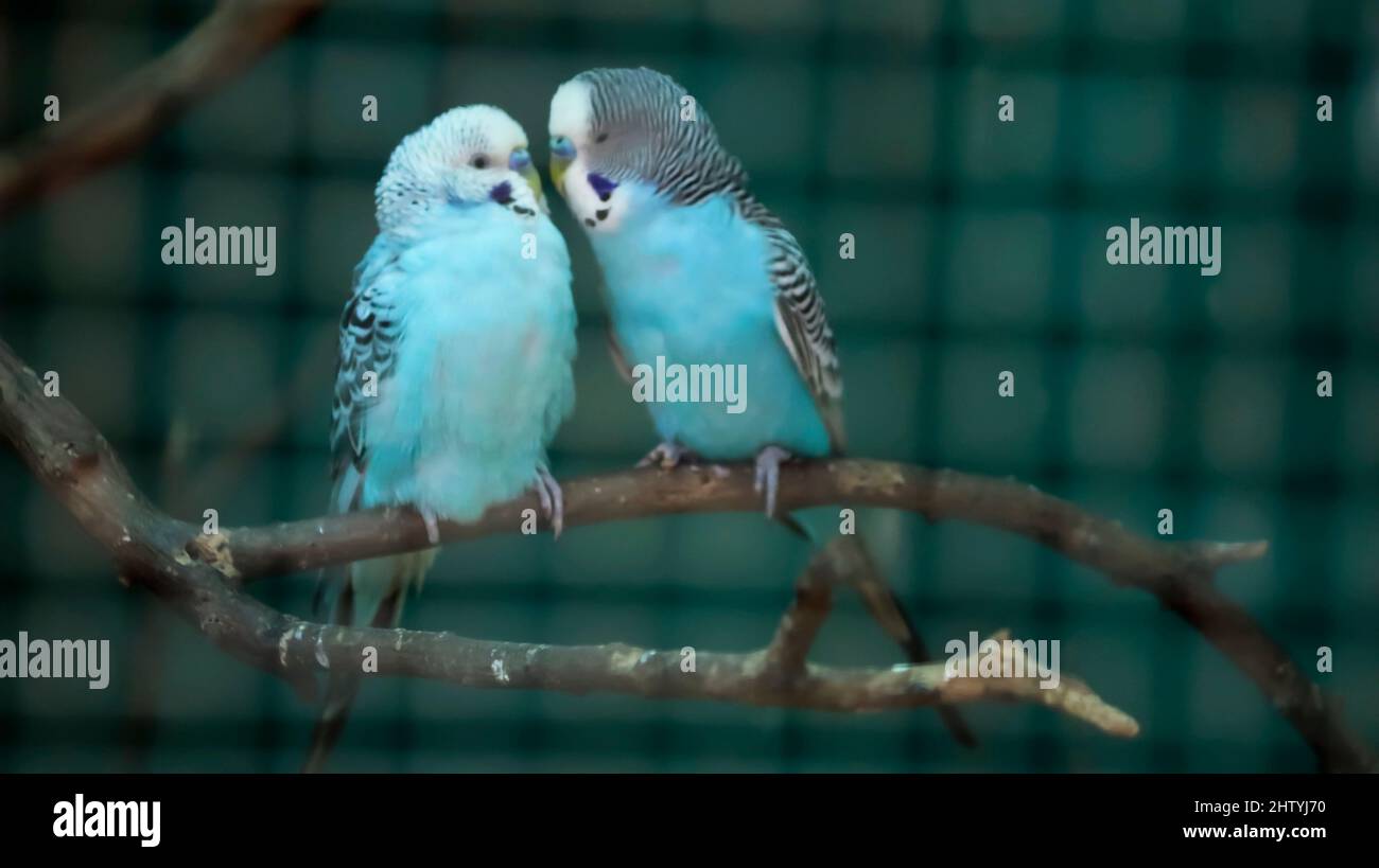 Love parrots Two parrots stand side by side. On blurred backgrounds ...