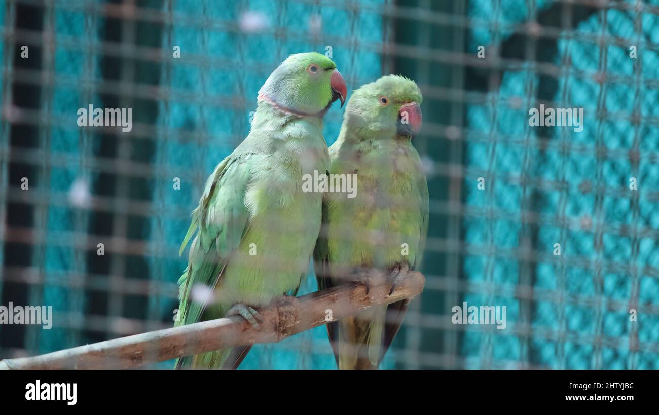 Green parrot in pairs in a slightly dim spot in the love mood. With ...