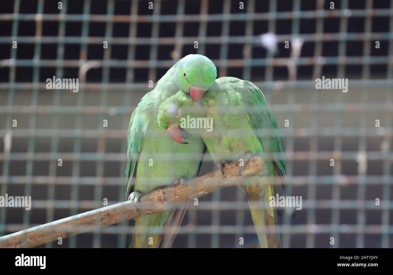 Green parrot in pairs in a slightly dim spot in the love mood. With ...