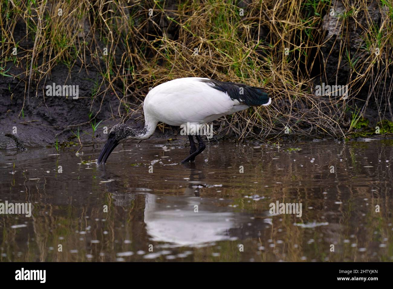 Birds foraging for food Stock Photo - Alamy