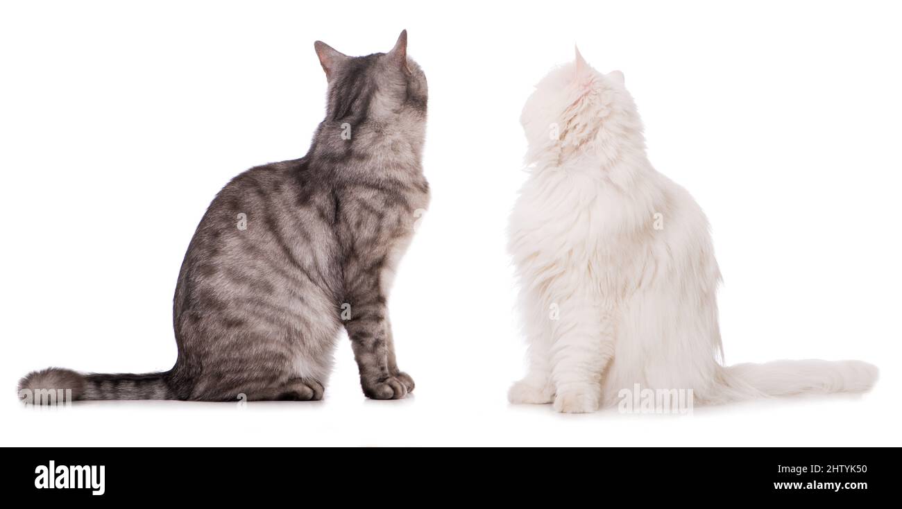 Back of cats head Cut Out Stock Images & Pictures - Alamy