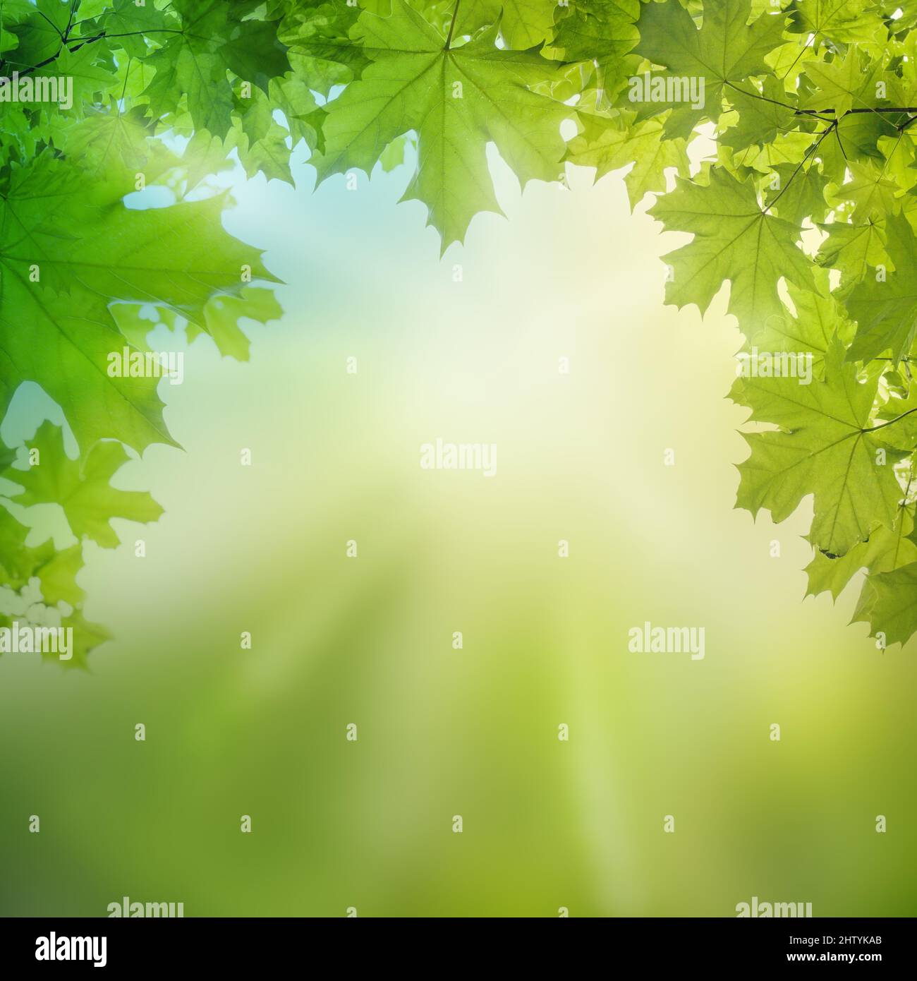 Green Maple Tree Wallpaper