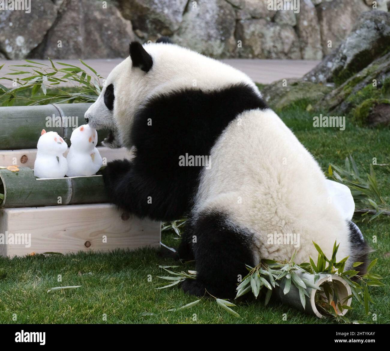One-year-old giant panda Fuhin is pictured at the Adventure World ...
