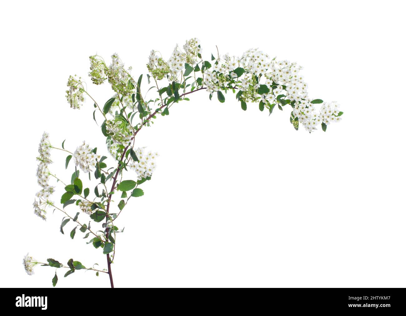 Branch of spirea tree with white flowers and green leaves isolated on a ...