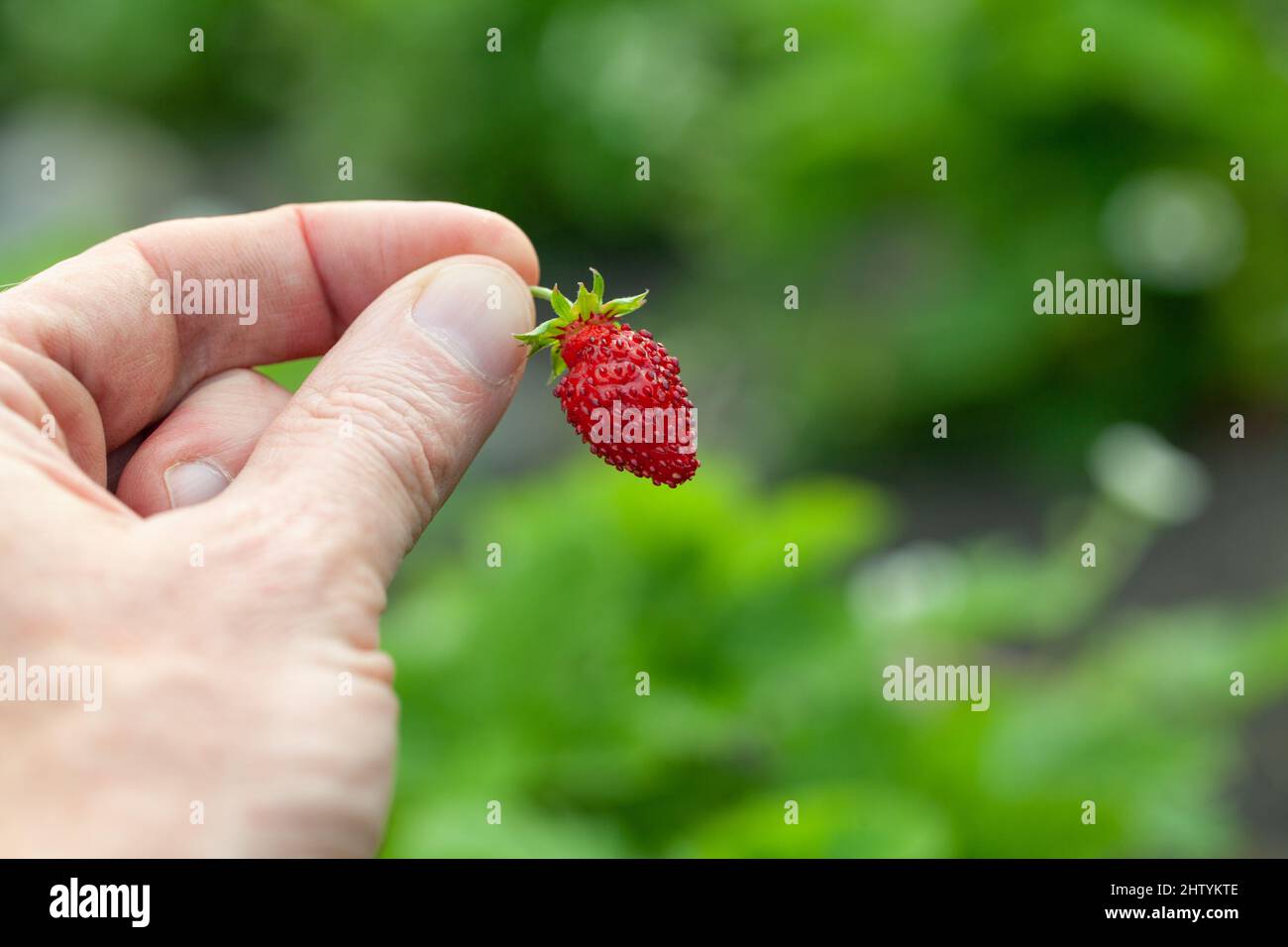 Ripe strawberry in hand Stock Photo - Alamy