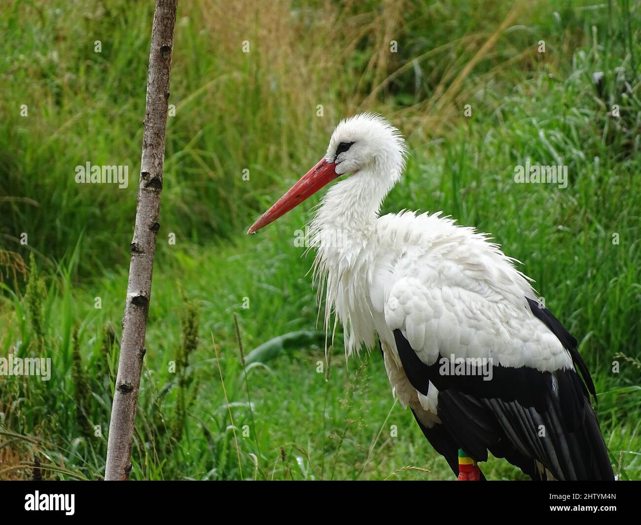 Storks baby delivery hi-res stock photography and images - Alamy