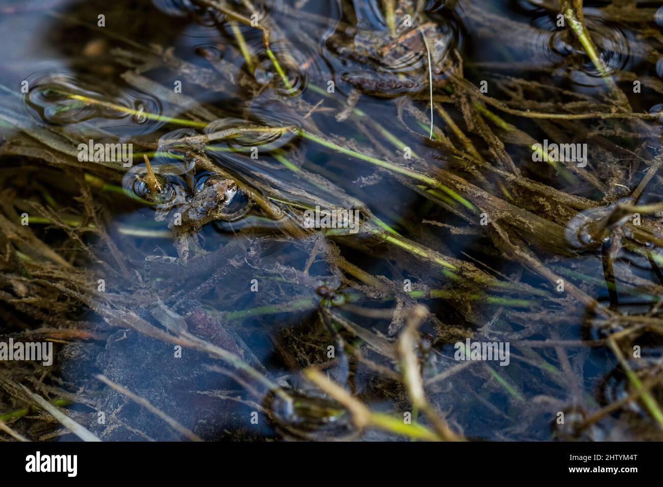 A tiny baby frog or froglet, Painted Frog, Discoglossus pictus, resting ...