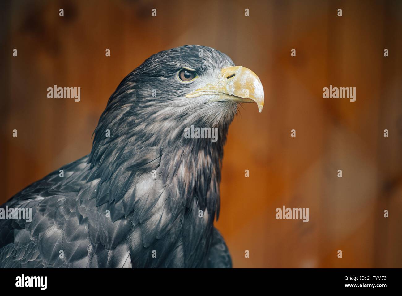 Crowned Eagle (Stephanoaetus coronatus Stock Photo - Alamy
