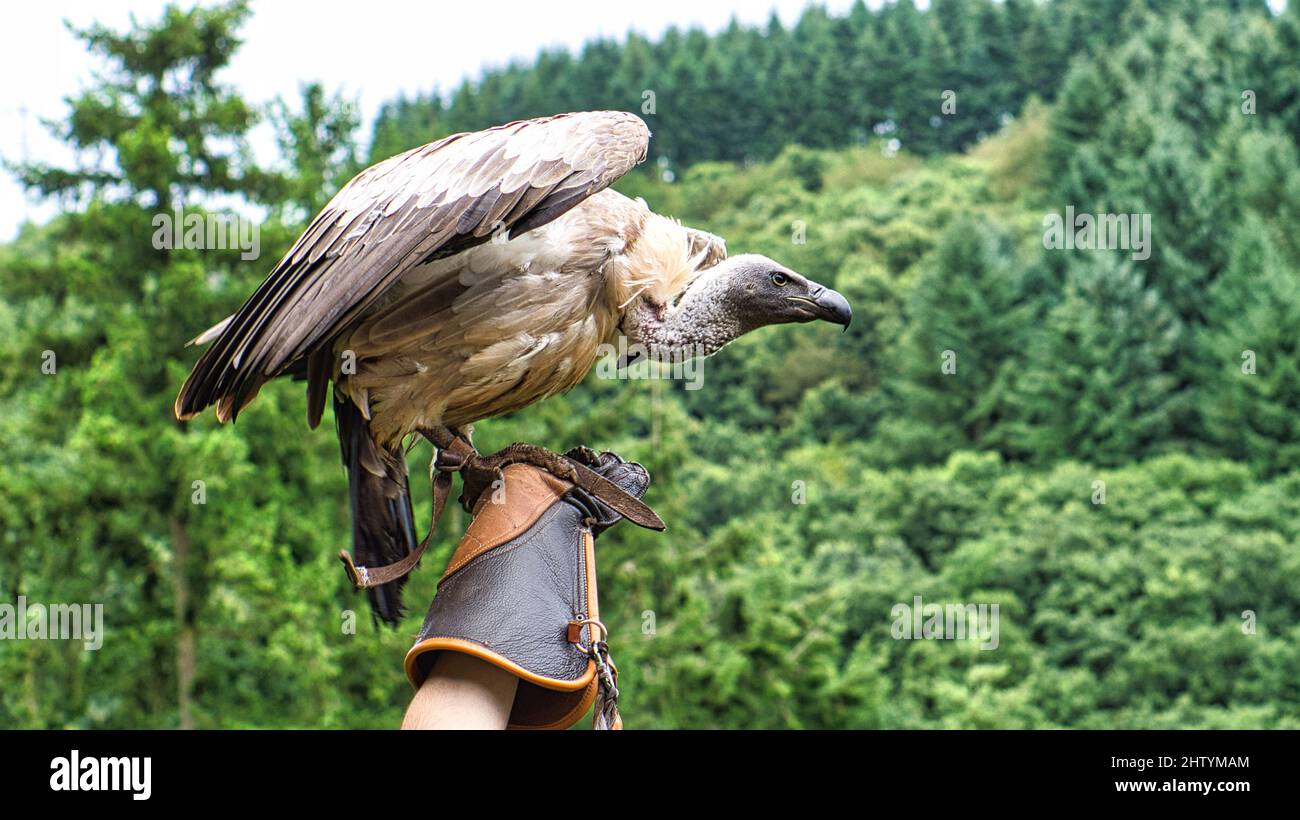 Wing bird speed fast hi-res stock photography and images - Alamy