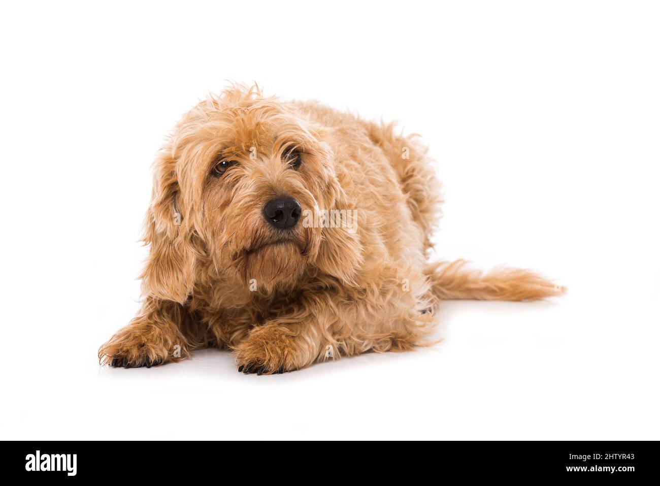 Cute mixed breed dog isolated on white Stock Photo - Alamy