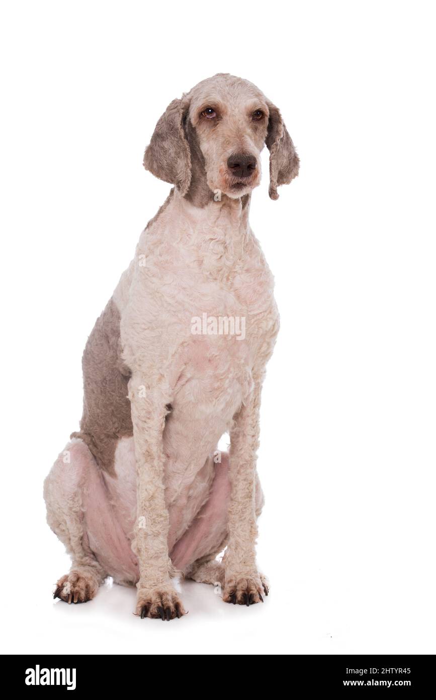 Clipped poodle isolated on white Stock Photo - Alamy